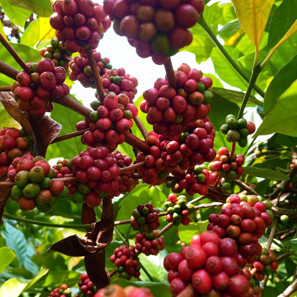 Cà phê Liberica Nam Ban – Sự đa dạng ít được biết đến trong hệ sinh thái cà phê Việt Nam - YÊU ...